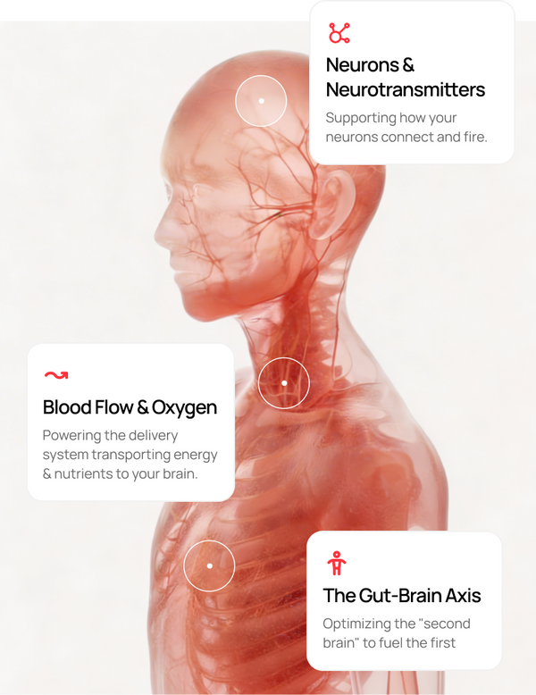 Axolt | Brain Supplement for Focus, Clarity & Long-Term Performance
